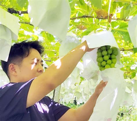 家 Gaia Orchard Gaia 精品水果