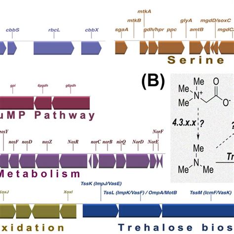 Genes And Reaction For Aliphatic Amides And Methylated Amine Metabolism