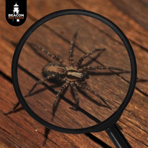 Effective Spider Control Services By Beacon Pest Control By Beacon