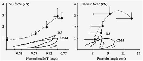 Vastus Lateralis Muscle Tendon Complex Left And Fascicle