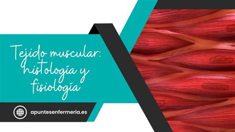 Tejido muscular histología y fisiología Apuntes enfermería