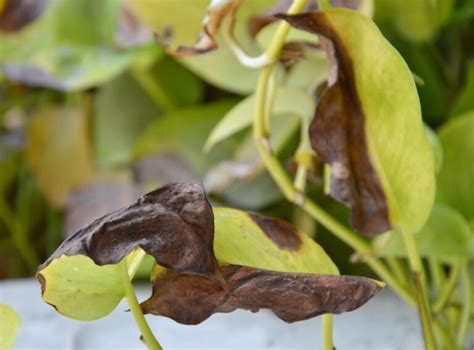 7 Coco Peat Disadvantages Understanding The Drawbacks