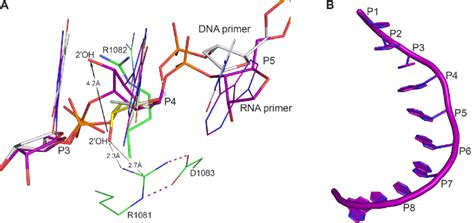 RNA primer bending A primer conformation in the complexes of hPolα Download Scientific