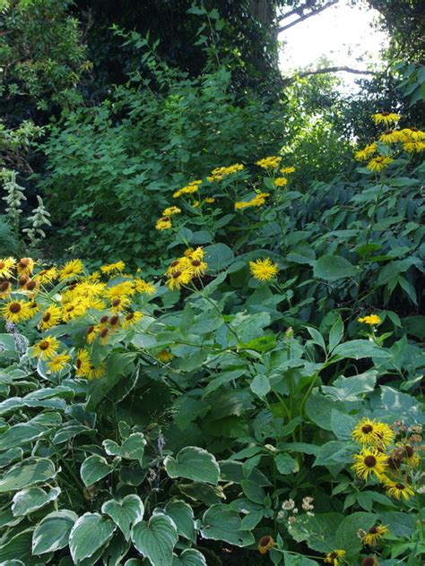 Telekia Speciosa Beth Chattos Plants And Gardens