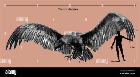 Largest Flying Bird