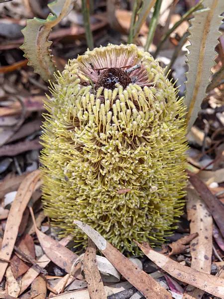 Prostrate Banksia Botanikfoto Picture Library Plant And Garden Photography