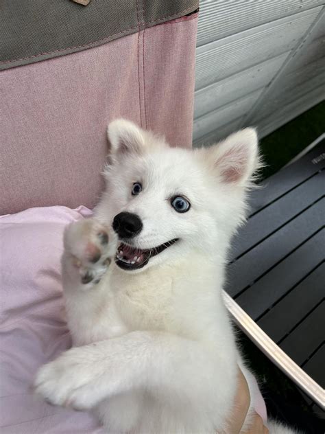 폼스키 하늘이 강아지 책임분양 ♥분양완료 강아지파양 고양이파양 유기견무료분양입양 아이조아요양보호소
