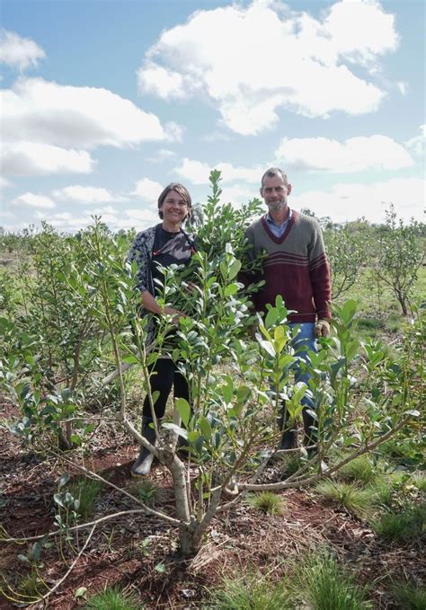 En Concepción Pequeños Productores Apuestan A La Yerba Asociada A La