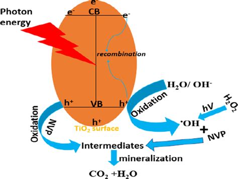 Schematic Diagram Of The Nvp Degradation Process Download Scientific
