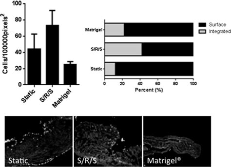 Optimization Of Cell Seeding Strategy We Seeded Cells Onto Download Scientific Diagram