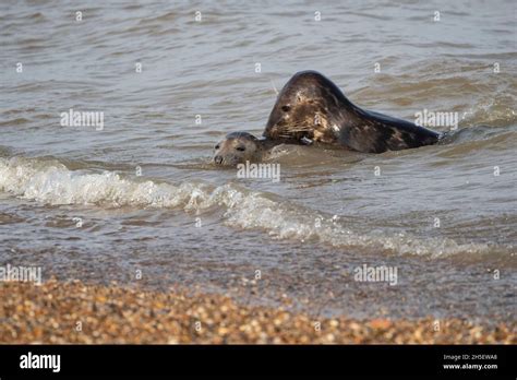 Two Grey Seals Displaying Mating Behaviour Stock Photo Alamy