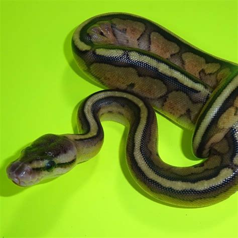Pastel Genetic Stripe Ball Python Hatchlings