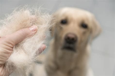 8 Tips To Help You Reduce Pet Dander In Your Home Pet Realm
