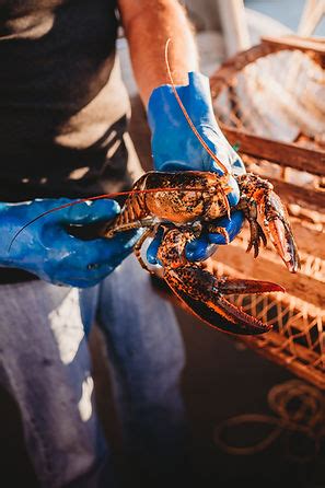Lobster Fisherman For A Day Nova Scotia Lobster Boat Tours Pictou NS