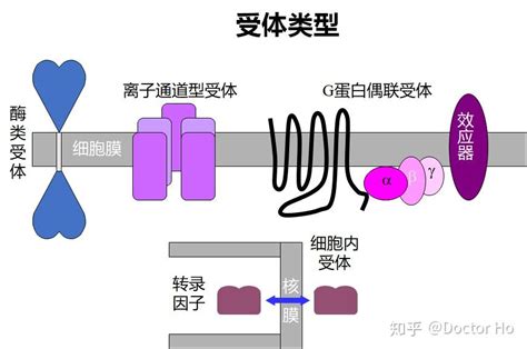 药理学案例版第二版 重点知识汇集 知乎