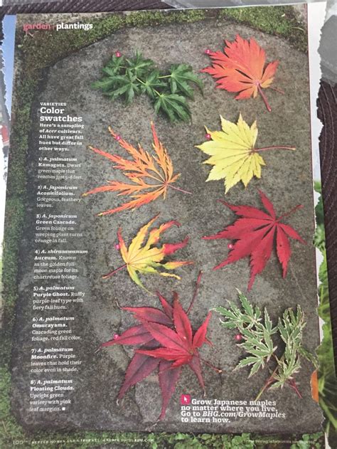 Best Maple Trees Images On Pinterest Fall Season Plant And Scenery