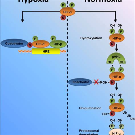 Overview Of Clinical Conditions Characterized Primarily By Tissue