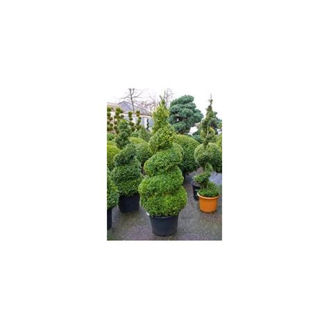 Vente De Buis Spirale