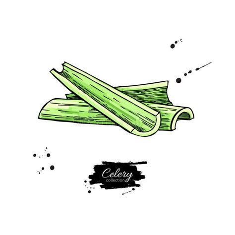 Celery Stick Hand Drawn Vector Illustration Isolated Vegetable Object Stock Vector