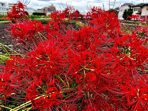Spider Lily 01 2 Japan Reference