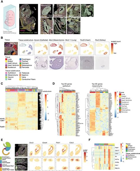 Spatially Resolved Whole Transcriptome Profiling In Human And Mouse Tissue Using Digital Spatial
