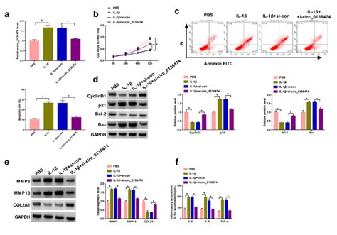 Circ0136474 Downregulation Alleviated Il 1β Induced Chon 001 Cell