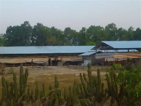 Dvb ဒီေမာဆုိတြင္ ၾကက္ၿခံမ်ားက ယင္ေကာင္းမ်ားေၾကာင့္ ေဒသခံမ်ား စုိးရိမ္