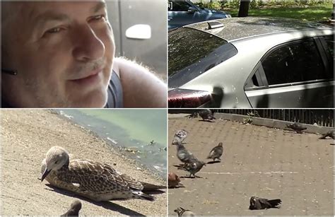 Vietăţile care au invadat Capitala Șoferii sunt revoltați de mizeria pe care o lasă în urmă