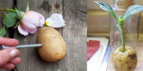 ჩახვრიტეთ კარტოფილი და ჩაარჭეთ მასში ვარდის ღერო 1 კვირაში შედეგი გარდაუვალია Mediumi Ge
