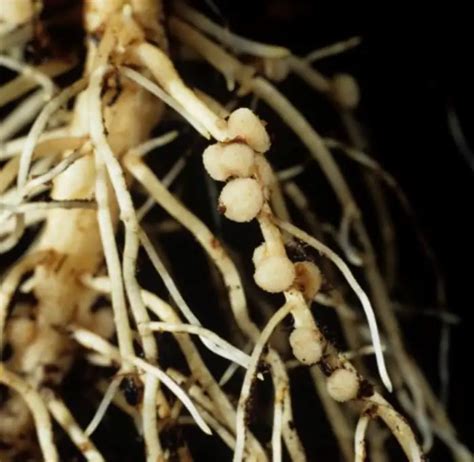 Nitrogen Fixing Bacteria Habitat Functions Secondary Education And