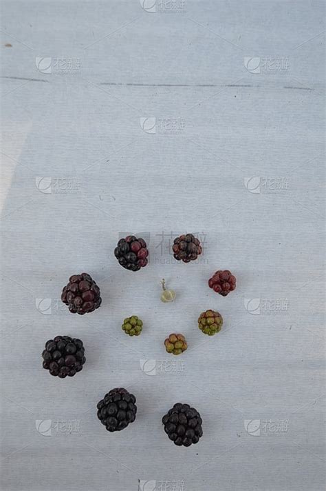 欧亚黑莓的浆果，悬钩子。