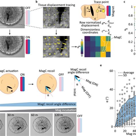 Short And Long Term Local Magnetic Actuation A Schematic Download Scientific Diagram