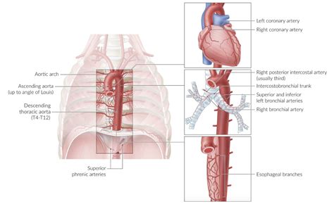 Thoracic Cavity Anatomy Posterior