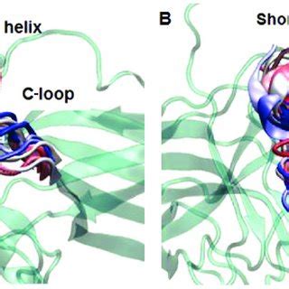 Dynamics Representation Of The C Loop Throughout The Simulation In A Download Scientific
