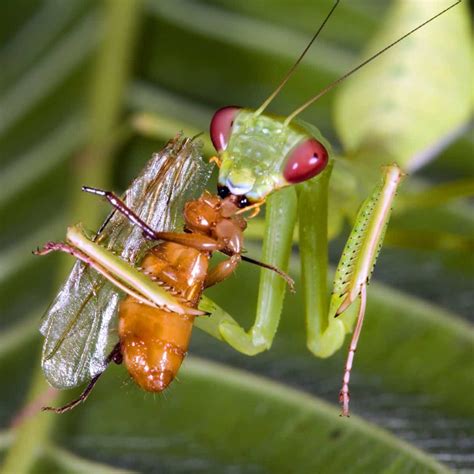 Praying Mantis Spiritual Meaning Awakening State