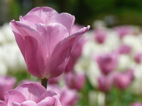 Gambar Alam Mekar Menanam Daun Bunga Berkembang Bunga Tulp