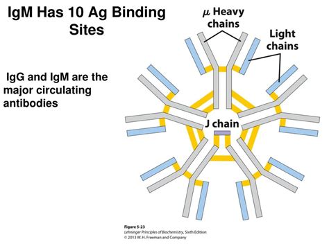 Ppt Protein Function Binding Powerpoint Presentation Free Download