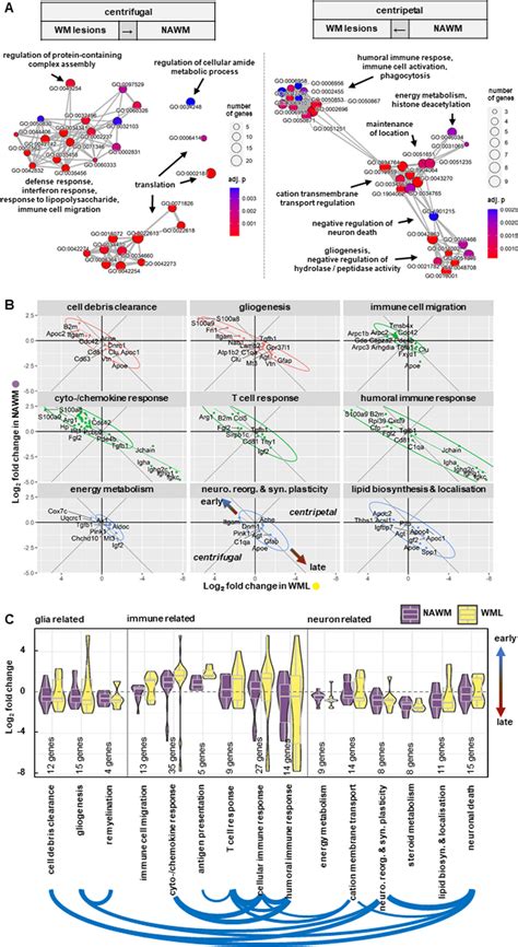 Comparison Of Temporal Gene Regulation Of Eae Processes Between Nawm Download Scientific