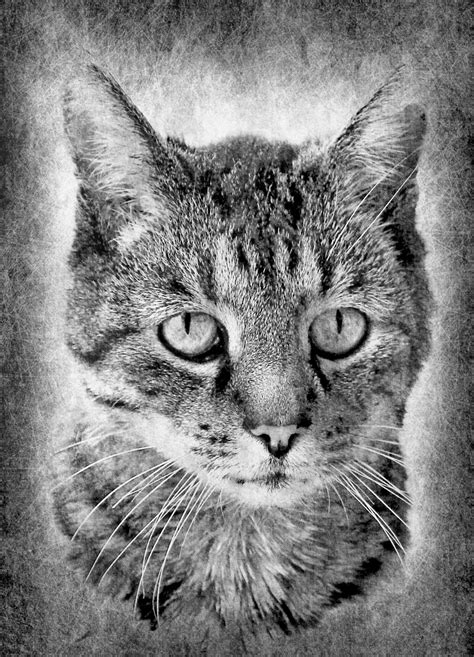 Top 152 Imagen Gatos Blanco Y Negro Dibujos Expoprove Vrogue Co