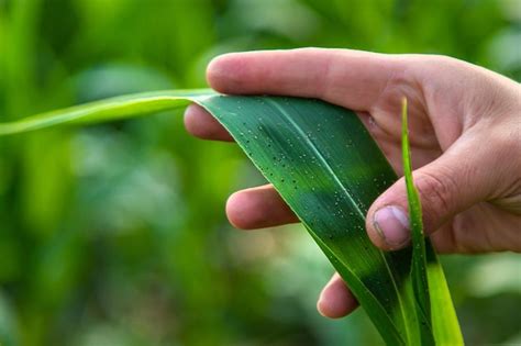 Premium Photo Field Corn Aphids Leaves Parasites Pests Selective Focus