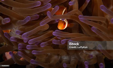 열대 해수 산호 정원 Amphiprion Percula에서 흰동가리 말미잘 0명에 대한 스톡 사진 및 기타 이미지 0명
