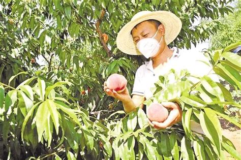 安宁区白凤桃即将采摘 兰州市安宁区 新华网甘肃频道
