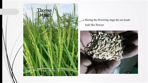 Traditional Rice Varieties In Cauvery Delta Zone Pptx