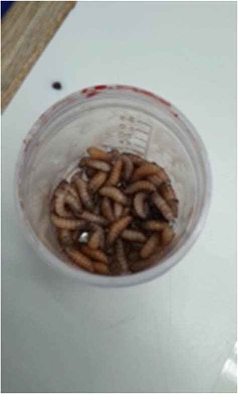 Scalp Myiasis The Patient Was Whacked On The Head By A Falling Tree