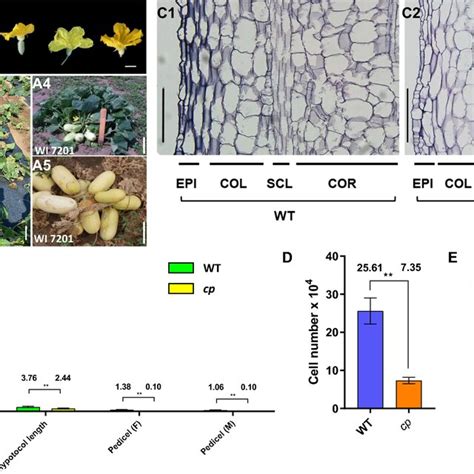 Phenotypic And Histological Characterization Of Wt And Cp Mutant At