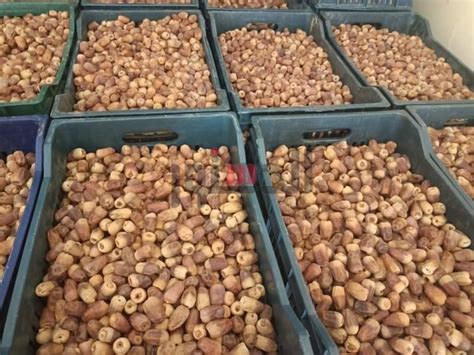 ارتفاع تدريجي في أسعار البلح والتمور بالوادي الجديد