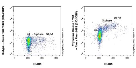 重组thymidine Kinase 1tk1抗体 Epr3193 Ab76495abcam
