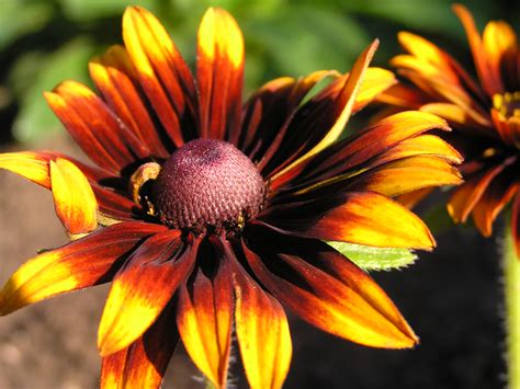 Купить семена Рудбекия Rudbeckia Cordoba в Москве доставка семян по