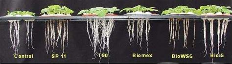 Shoot And Root Development Of Cucumber In Hydroponics With And Without