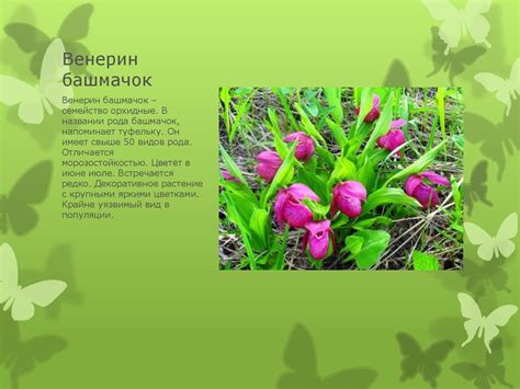 Луговые растения занесённые в книгу Вологодской области презентация